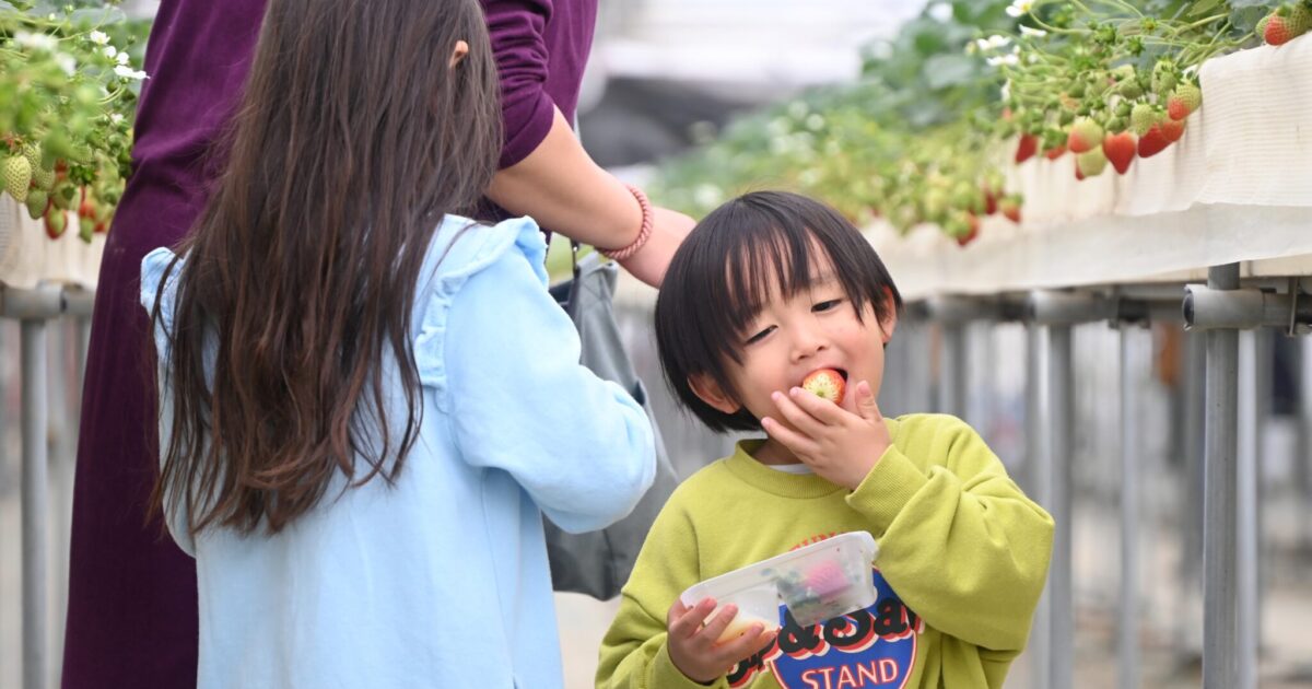 真冬の長野市でイチゴ狩りはいかが？| 長野県の移住総合WEBメディア「SuuHaa（スーハー）」