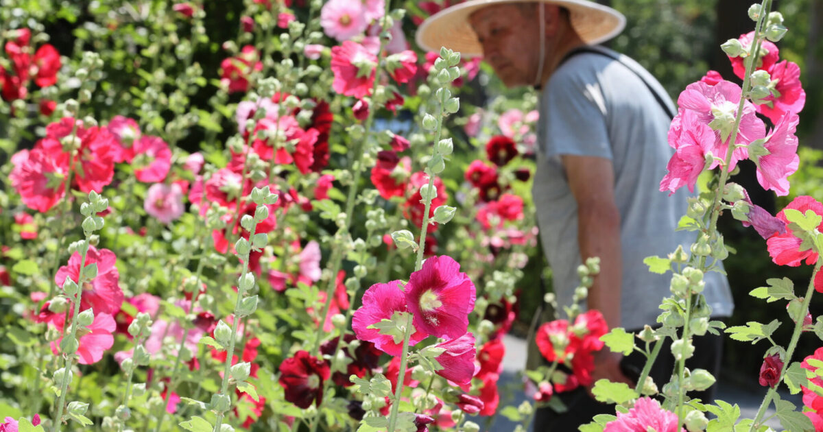 神社前のタチアオイ見頃 梅雨の晴れ間に彩り 松本市| 長野県の移住総合WEBメディア「SuuHaa（スーハー）」